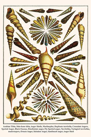 Buyenlarge Auger Shells - Graphic Art Print - Wayfair Canada