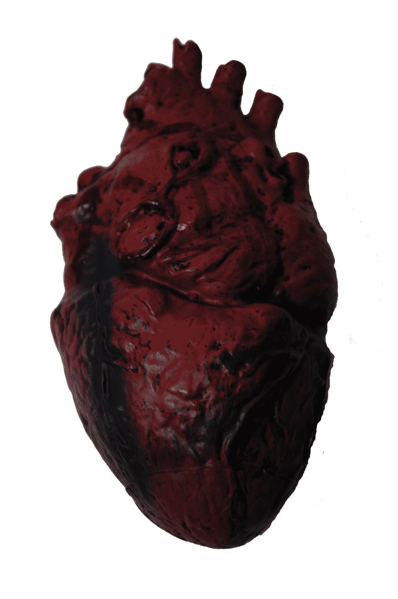 Trinx Learning Resources Anatomy Brain-Simulated Body Parts for ...