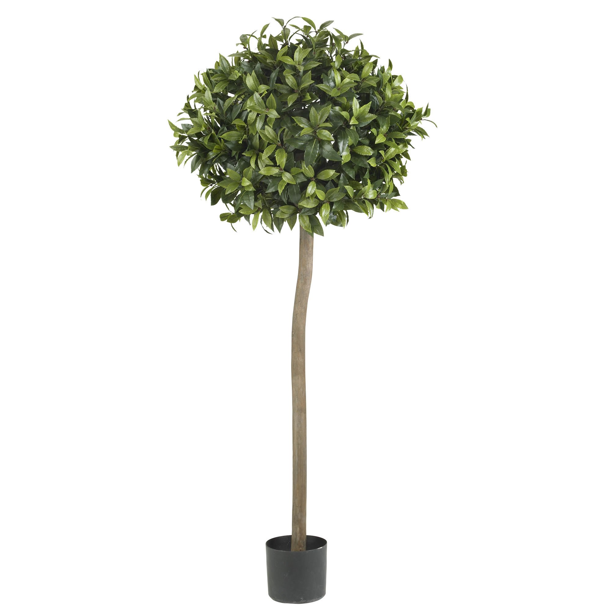 Primrue 60" Artificial Sweet Bay Topiary in Pot & Reviews - Wayfair Canada