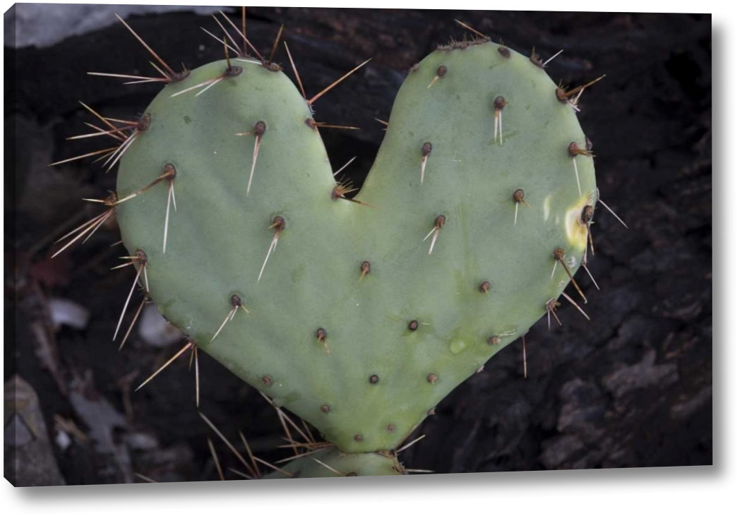 Union Rustic 'Tx, Guadalupe Mountains Np Prickly-Pear Cactus ...