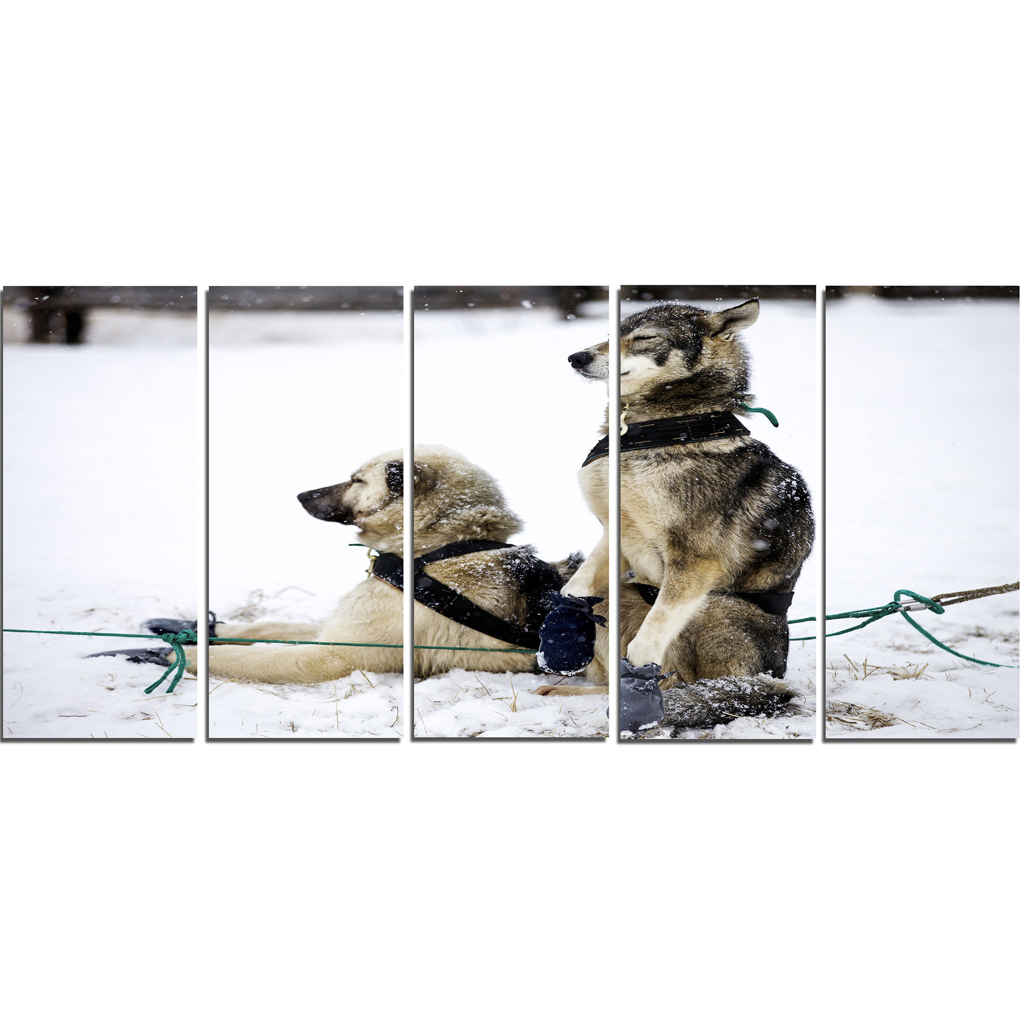 Design Art 'Large Sled Dogs Relaxing' 5 Piece Photographic Print on ...