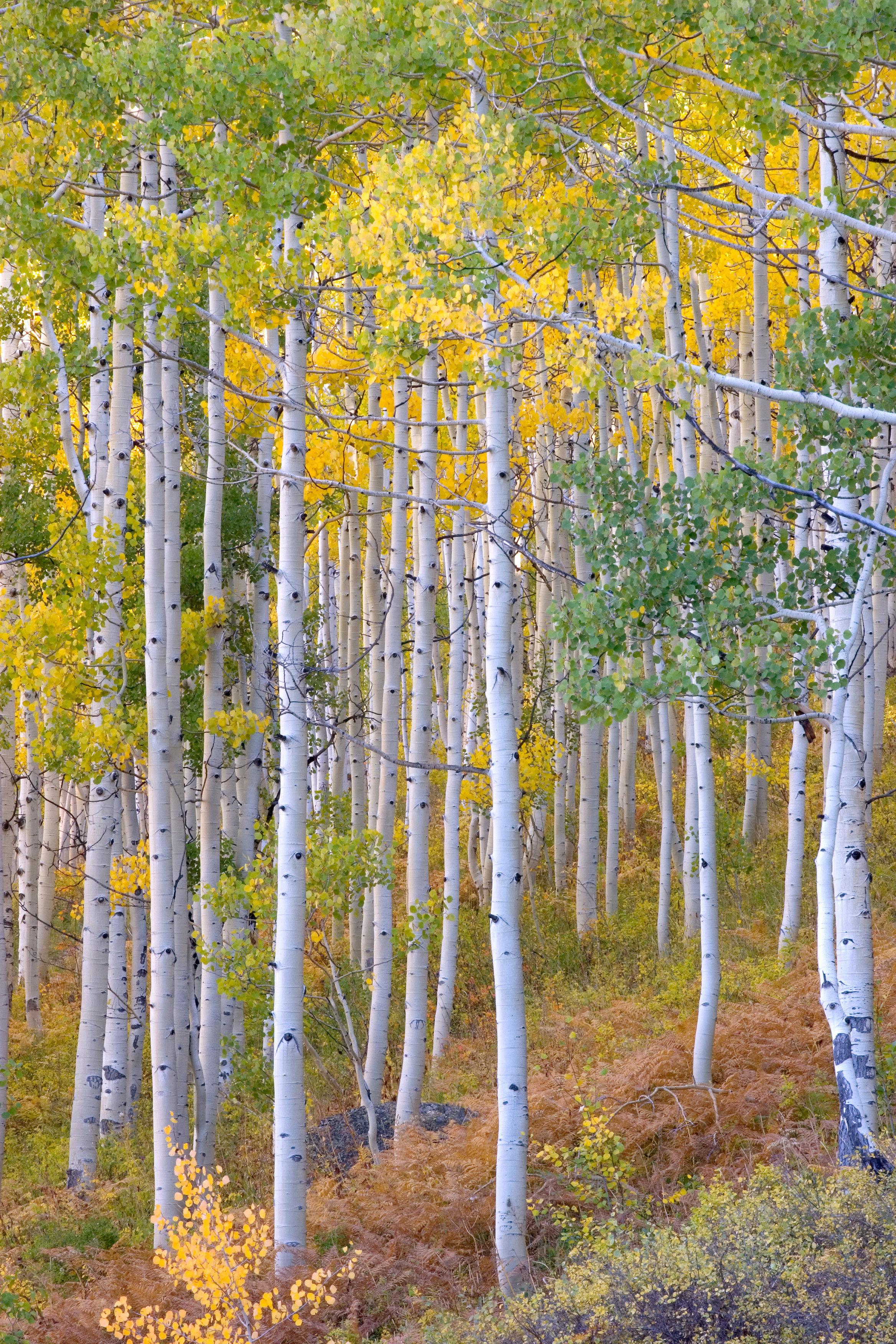 Millwood Pines Aspen Tree in Autumn by Kencanning | Wayfair
