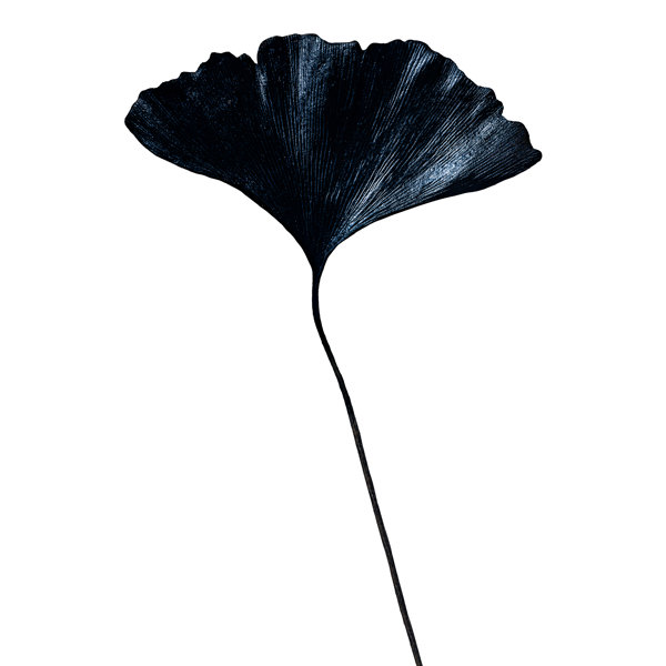 Art at Home Photographic Botanical Print – "Ginkgo Biloba I" By Sivan ...