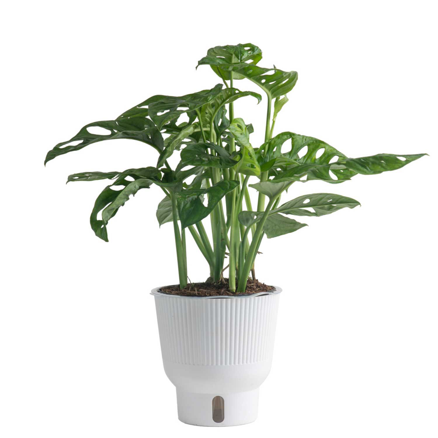 Costa Farms Indoor Trending Tropicals Swiss Monstera House Plant in 6 ...