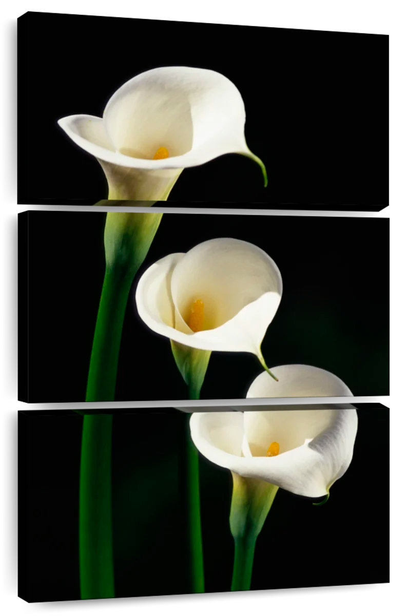 Lark Manor Harnek Three White Calla Lilies - Wayfair Canada