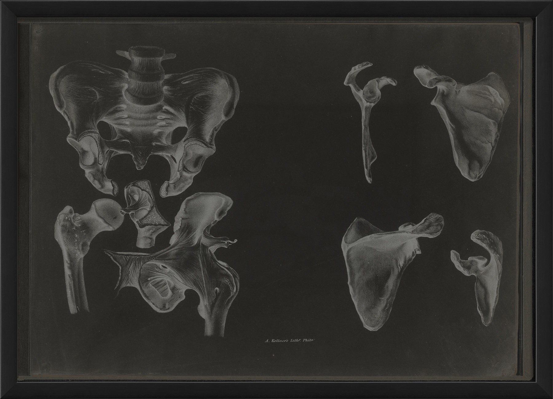 Williston Forge 'Hip Bones' Framed Graphic Art - Wayfair Canada