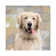 ClassicLiving Golden Retriever by Keri Rodgers - Wrapped Canvas ...