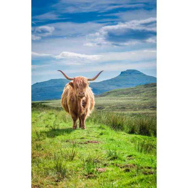 Natur Pur Furry Highland Cow by Shaiith - Wrapped Canvas Print ...