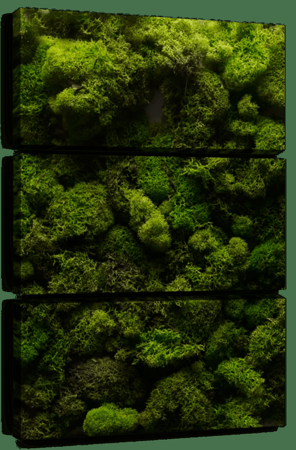 Millwood Pines Thick Moss On Canvas 3 Pieces Set | Wayfair