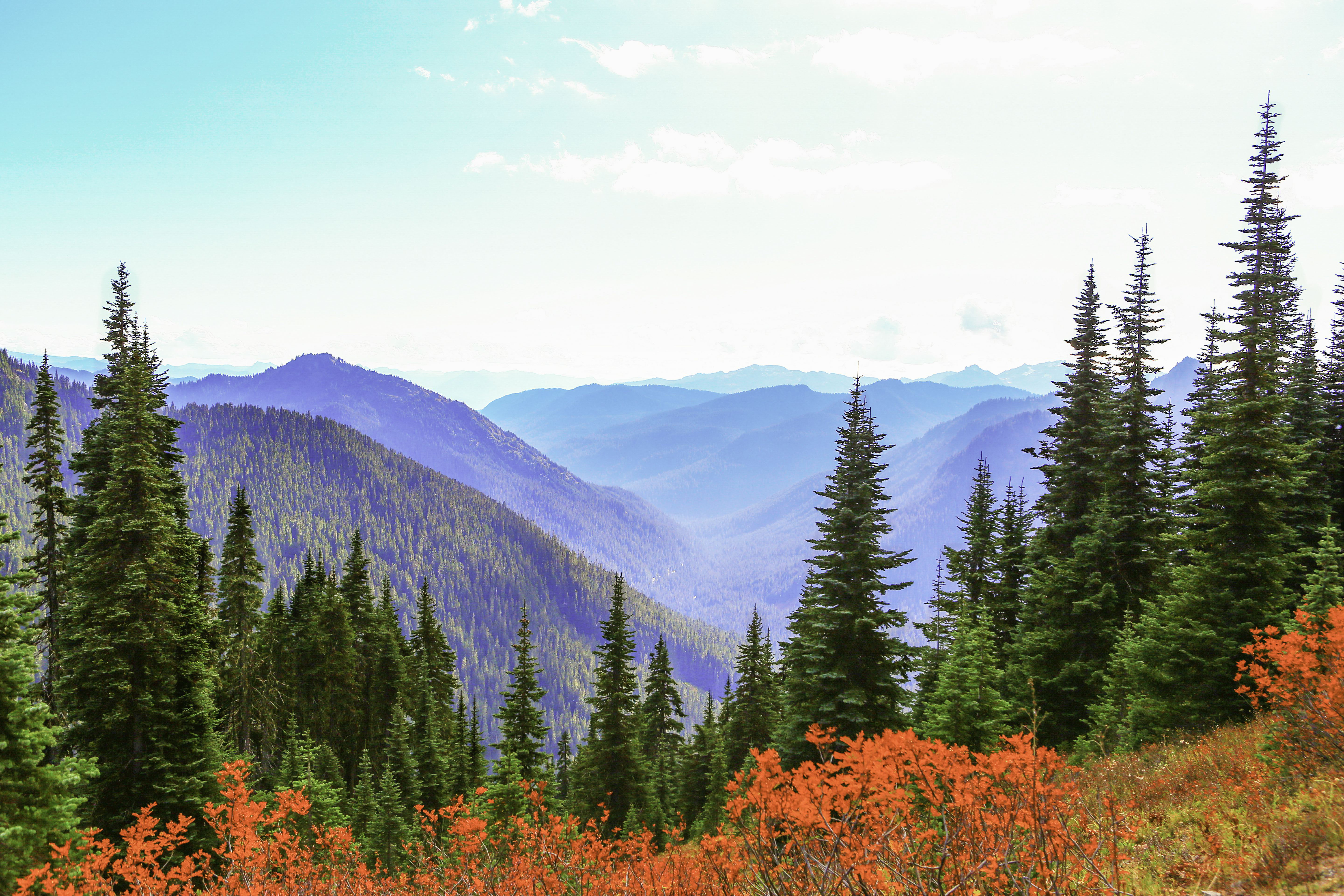 Millwood Pines Alaxander Mount Rainier, Washington by - Wrapped Canvas ...