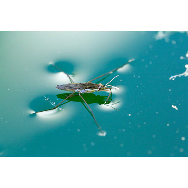 17 Stories Makro von Gerris Lacustris von Leo Malsam - Leinwandbild ...