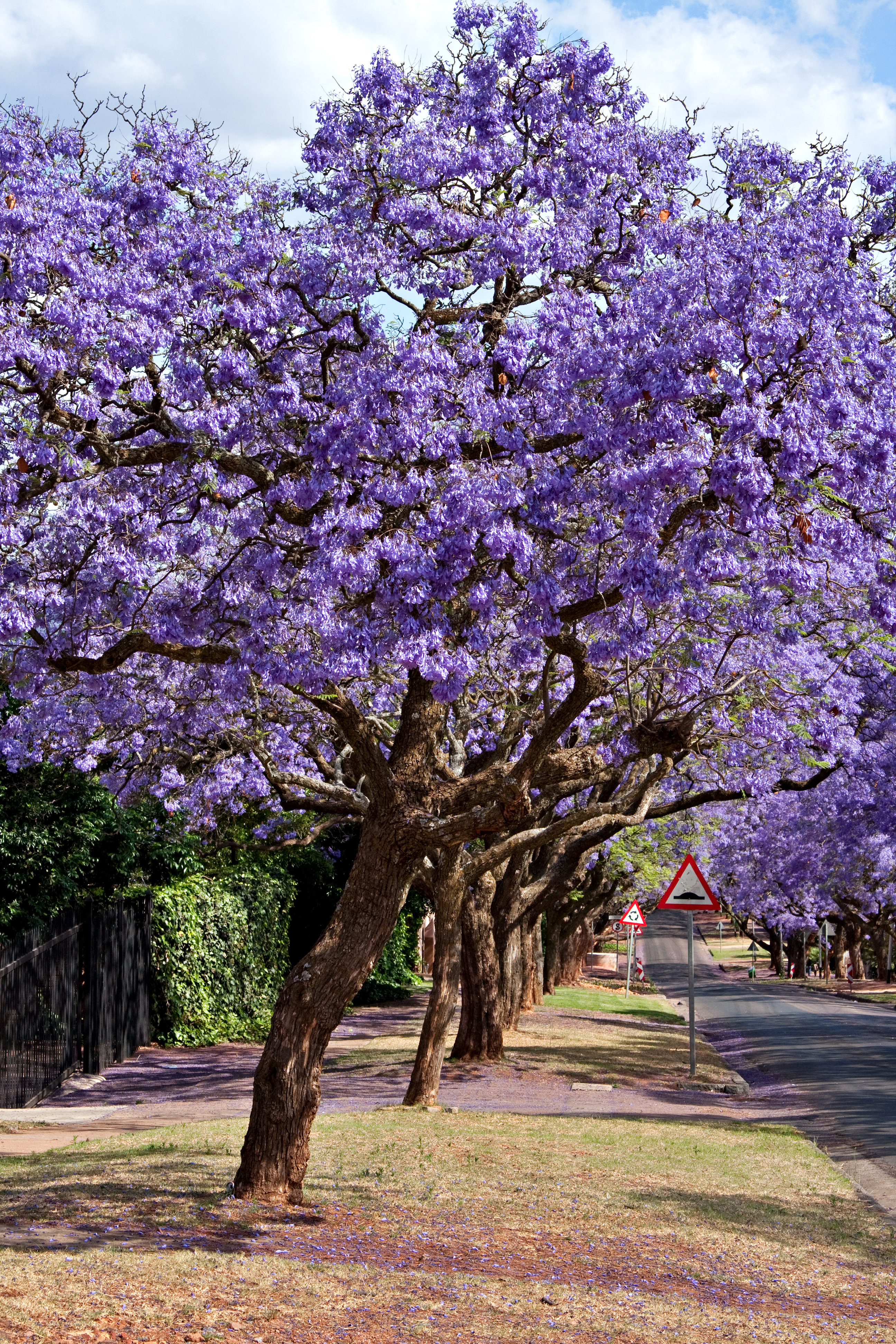 17 Stories Jacaranda Trees by Lienkie - Wrapped Canvas Photograph ...