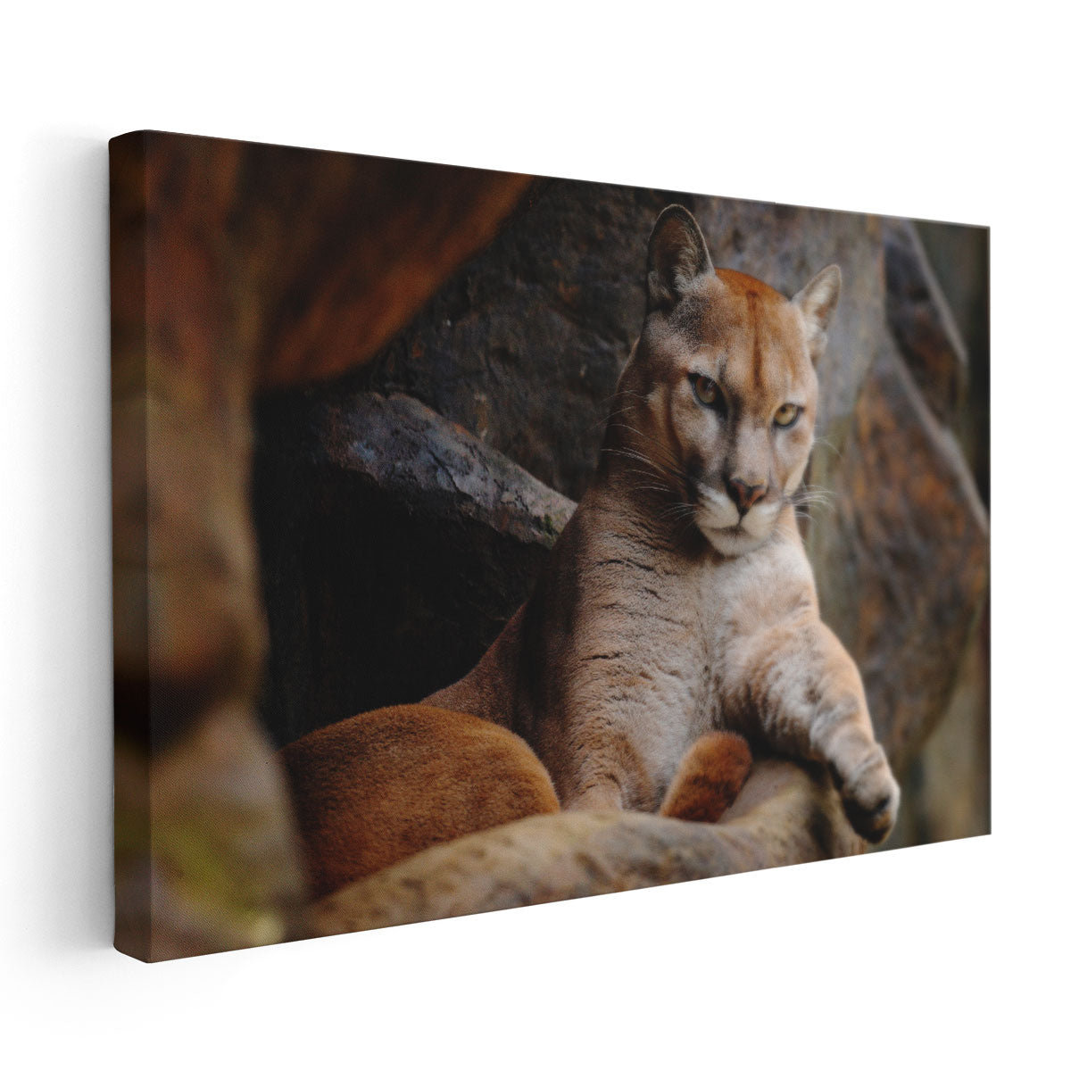 Millwood Pines Wild Cat Cougar, Puma in the Forest - Canvas Print Wall ...
