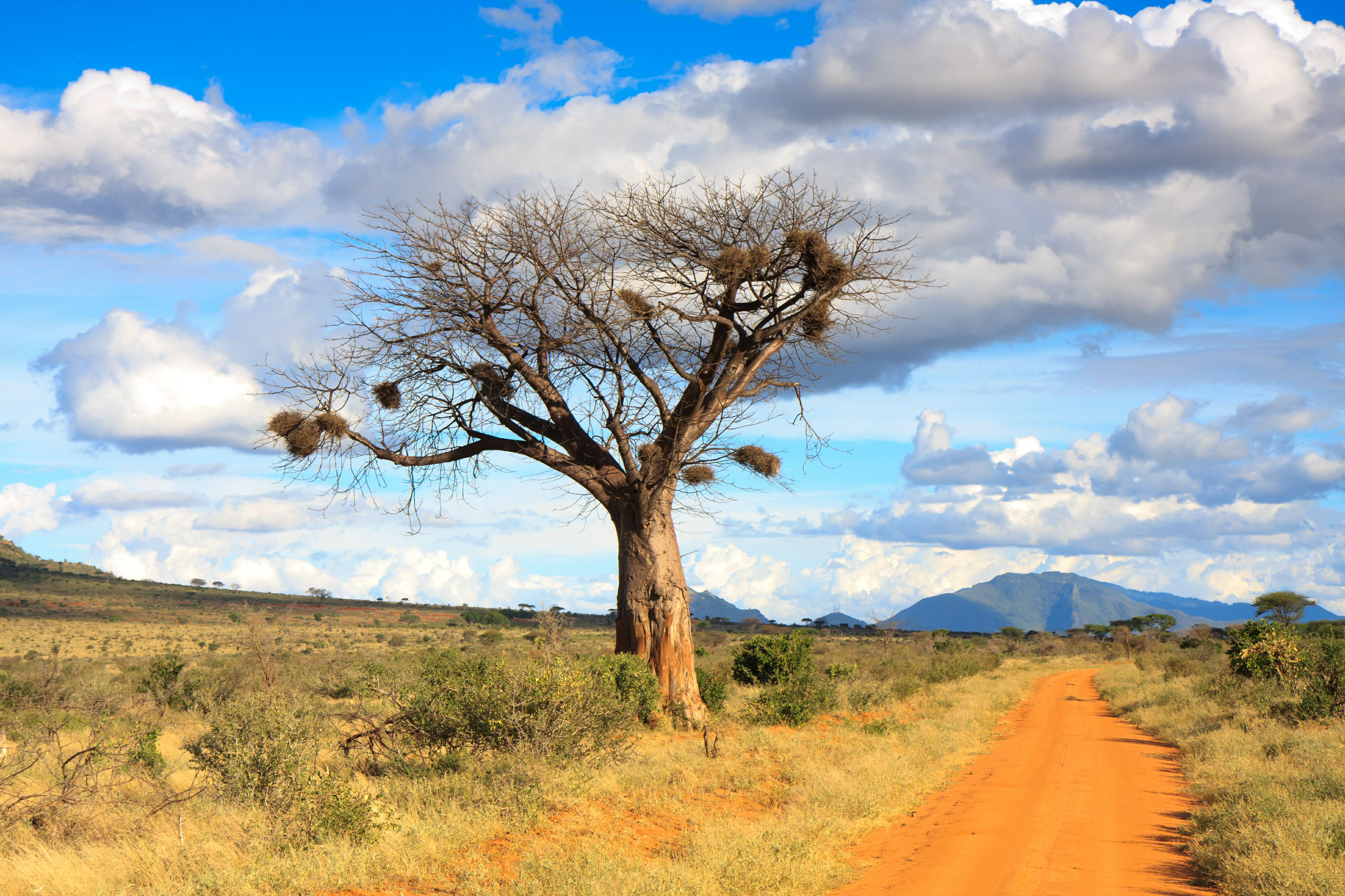 Union Rustic " African Tree " by Protosom | Wayfair