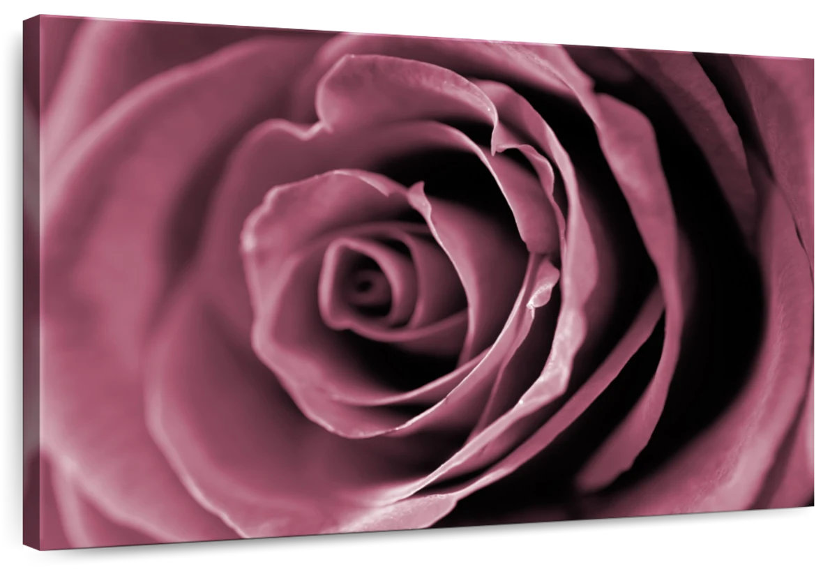 Elephant Stock Dusty Pink Rose | Wayfair