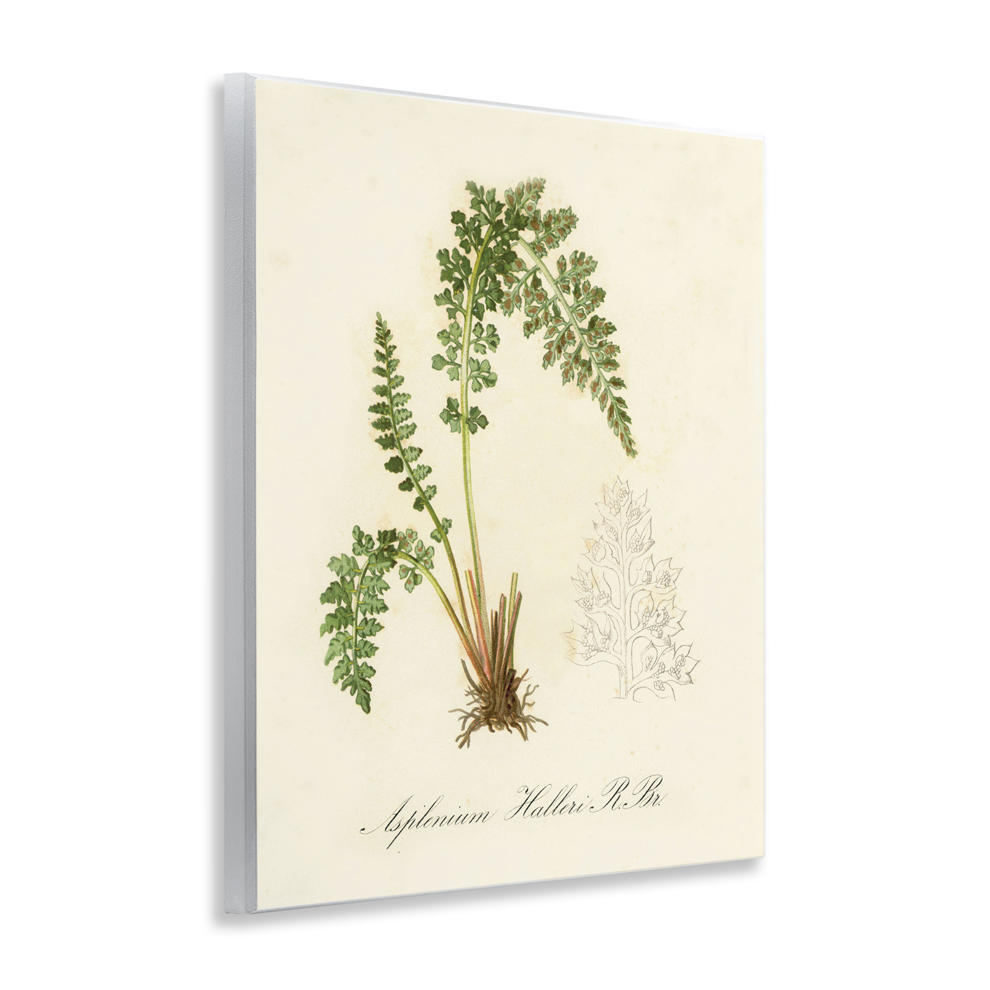 Winston Porter Scientific Fern Study Wall Plaque Art by Tina Higgins ...