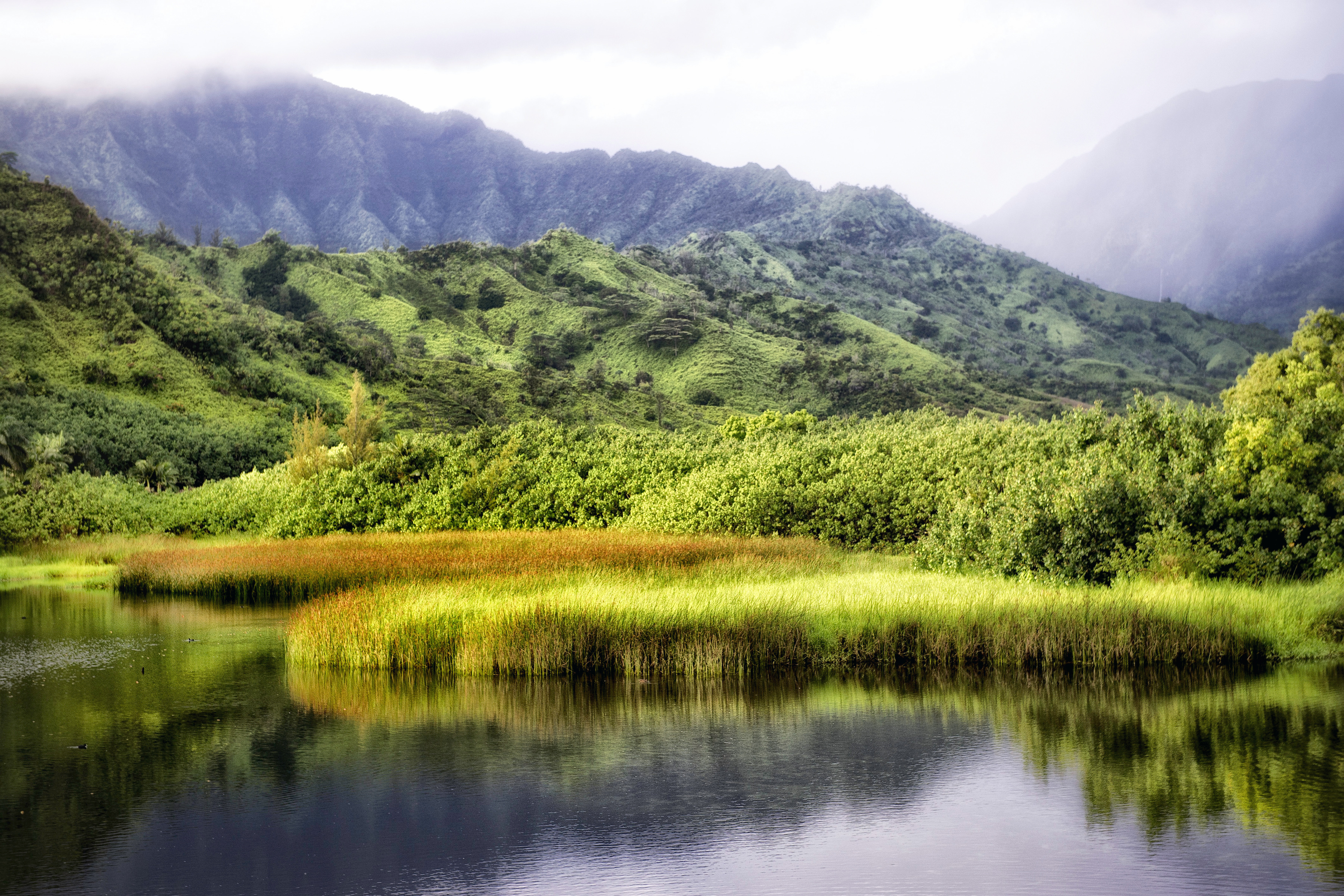 Loon Peak Coastal Marsh II - Wayfair Canada