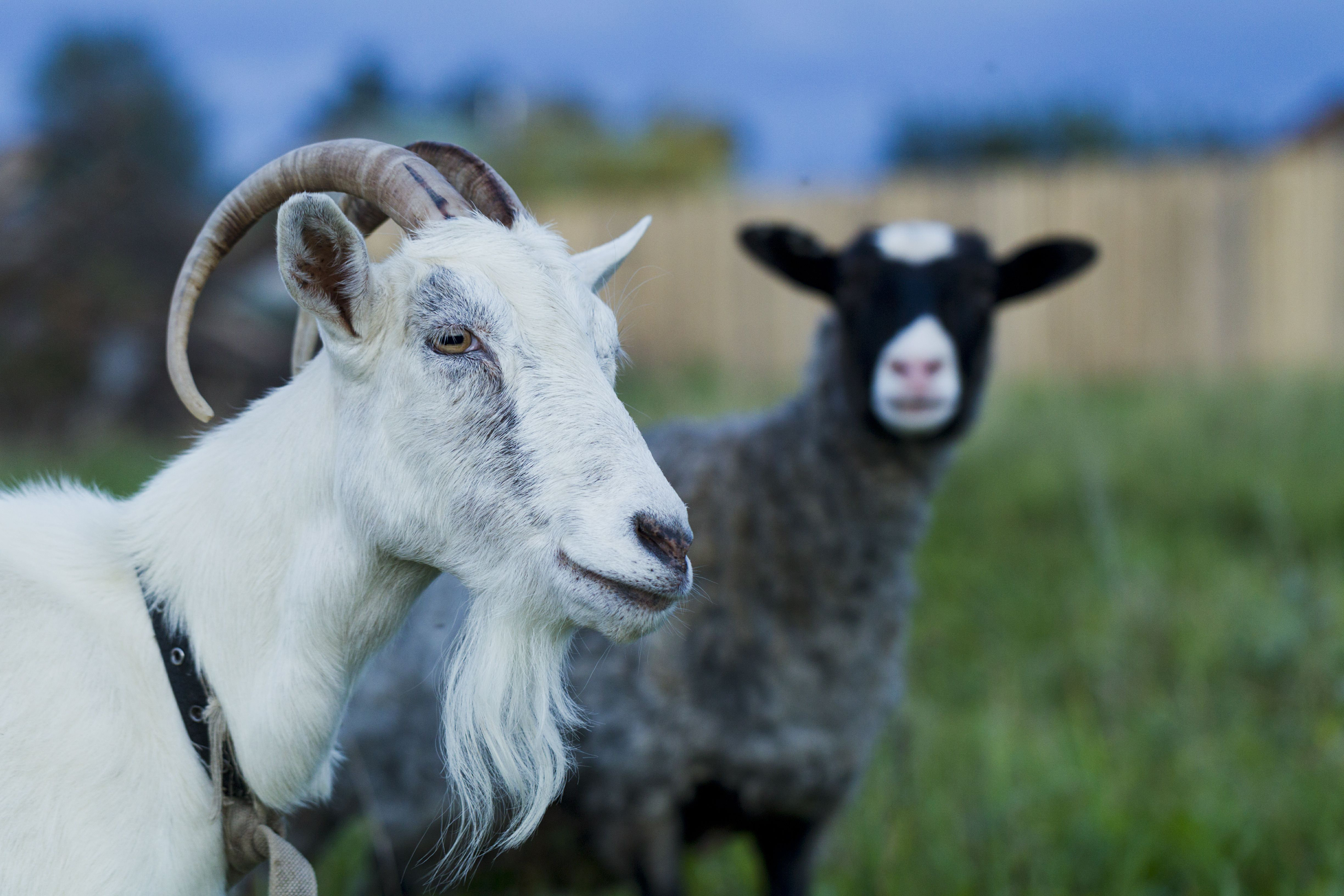 Gracie Oaks Lowrie White and Gray Goat - Wrapped Canvas Photograph ...