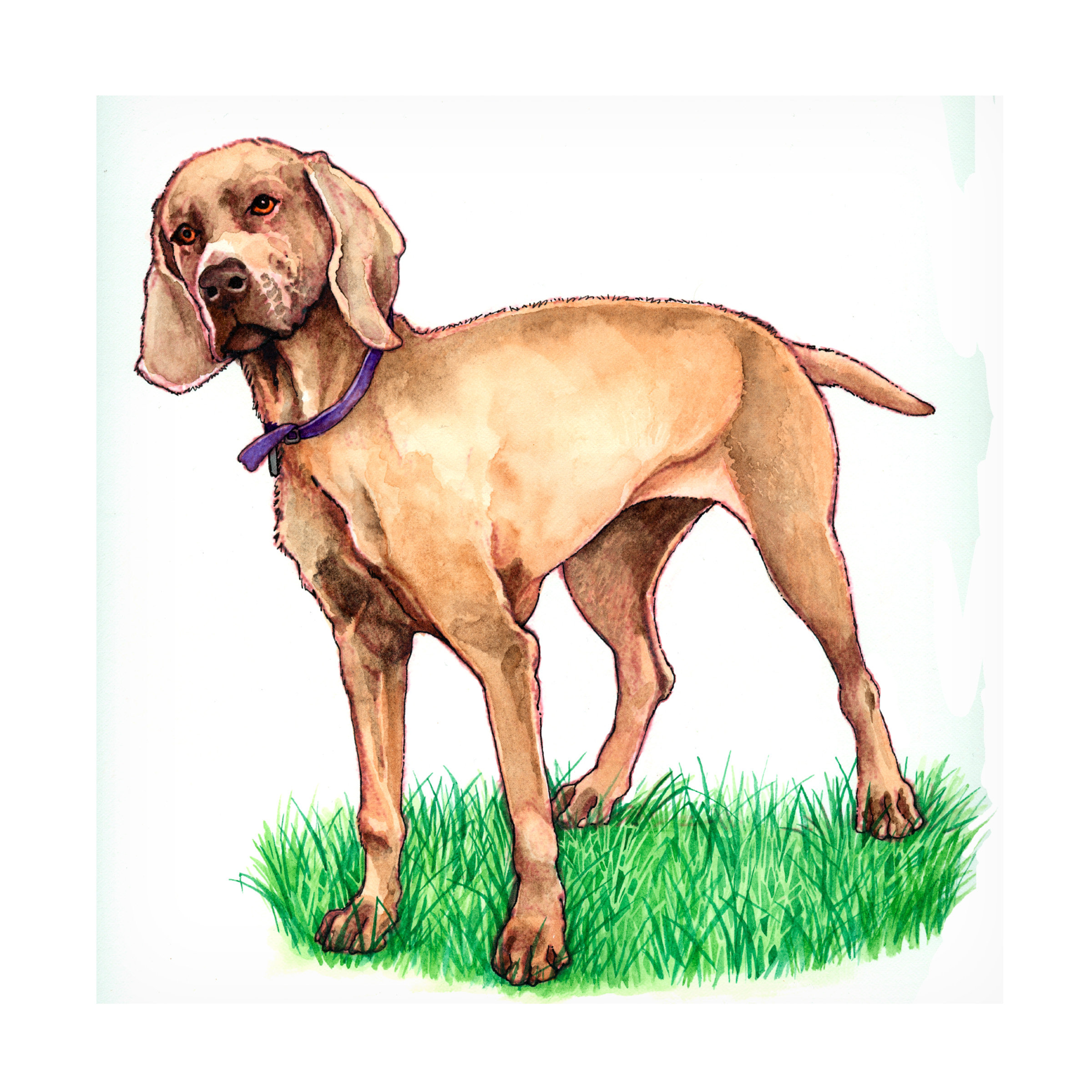 Winston Porter Wendy Edelson 'Wiemeraner' Canvas Art ALI63159 - Wayfair ...