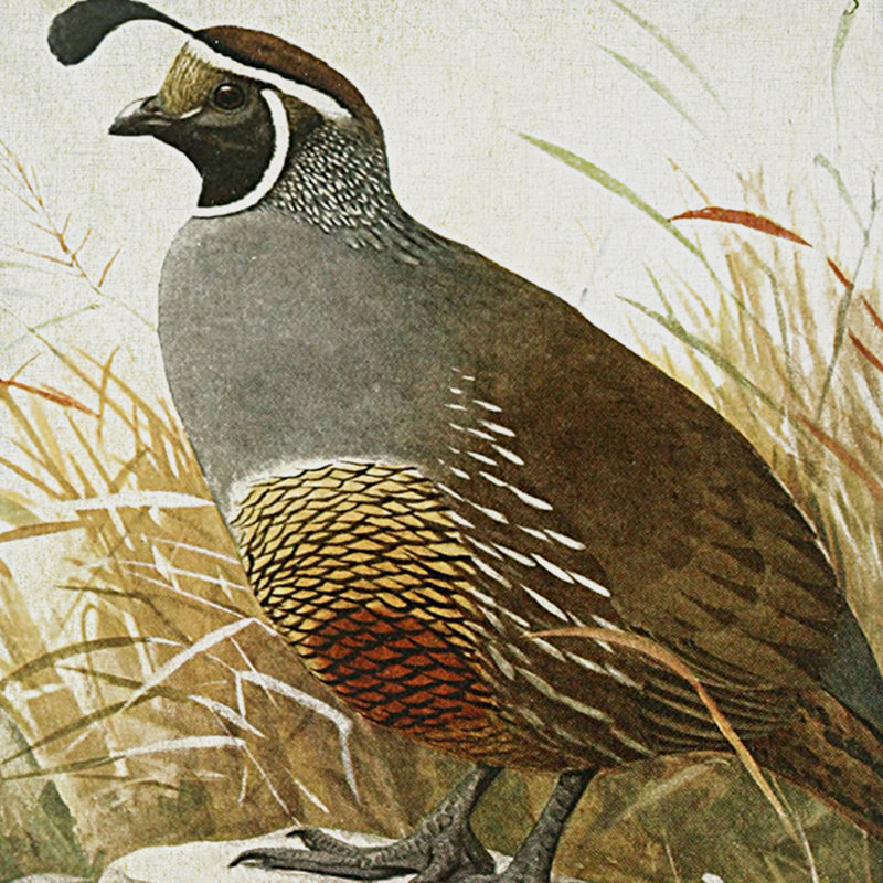 Alcott Hill® Aviary Drawing III On Canvas Print | Wayfair