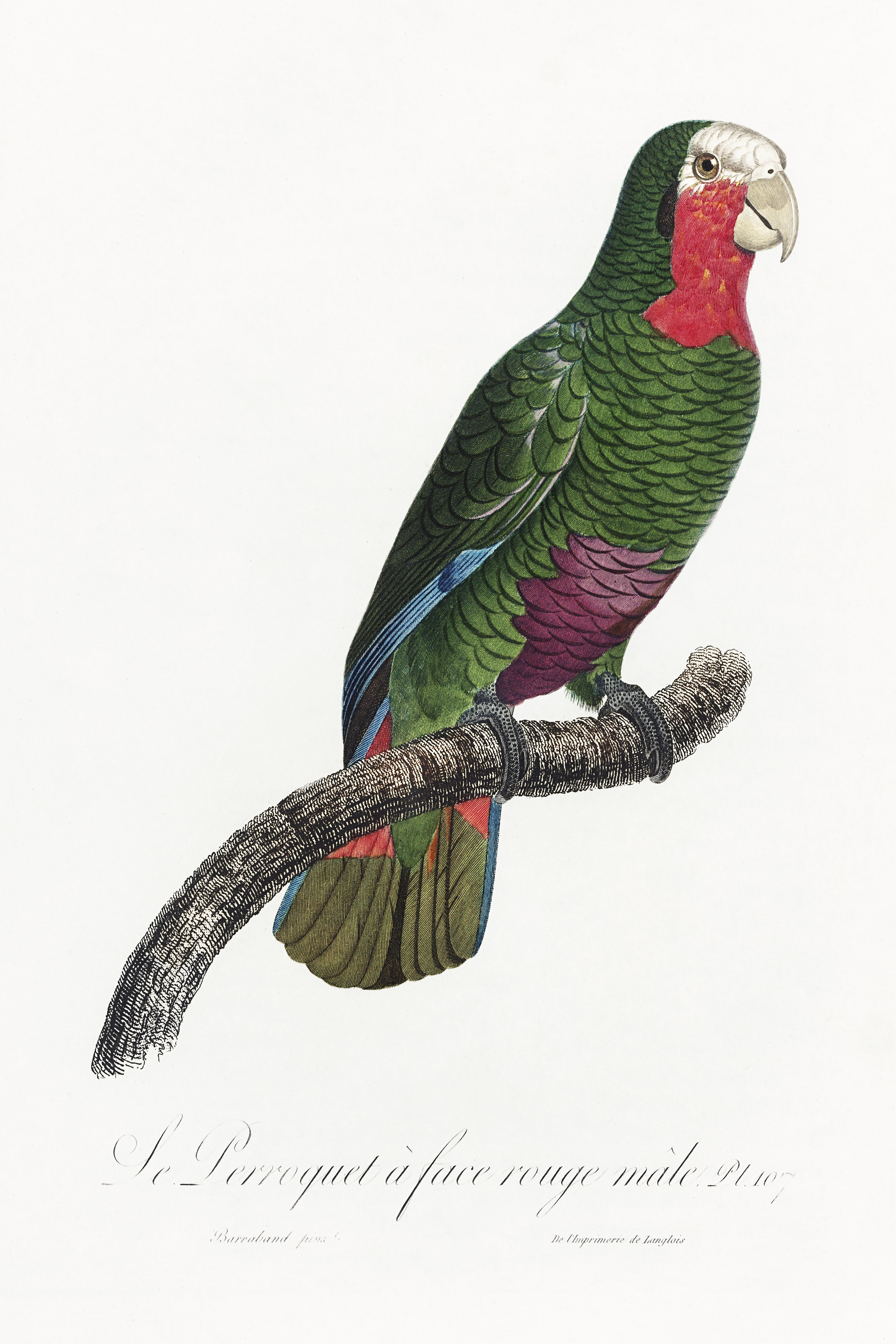 Bay Isle Home™ Villance Levaillant Parrot V - Wrapped Canvas Print ...