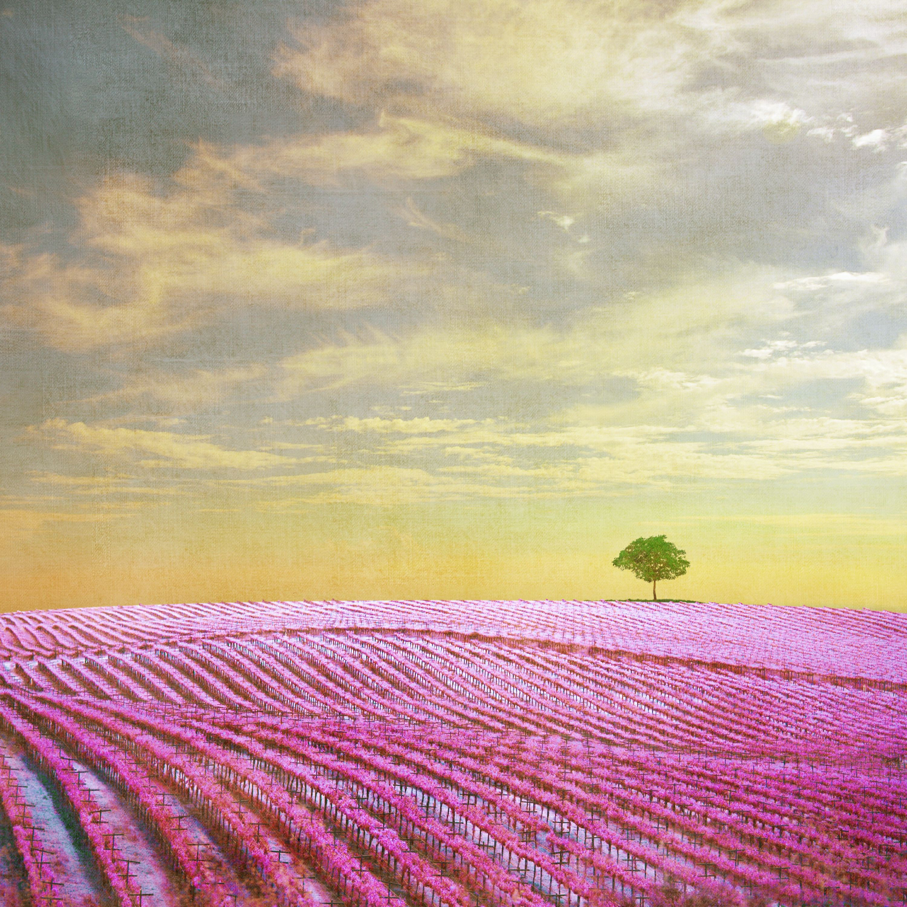 Ophelia & Co. Brandy Surreal Landscape by Imagorb - Wrapped Canvas ...