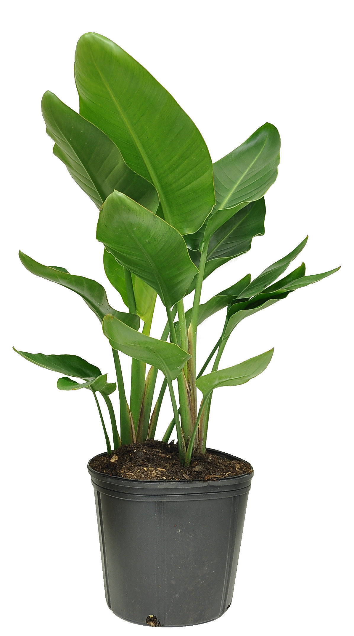 Costa Farms Indoor White Bird of Paradise House Plant in 10-inch ...
