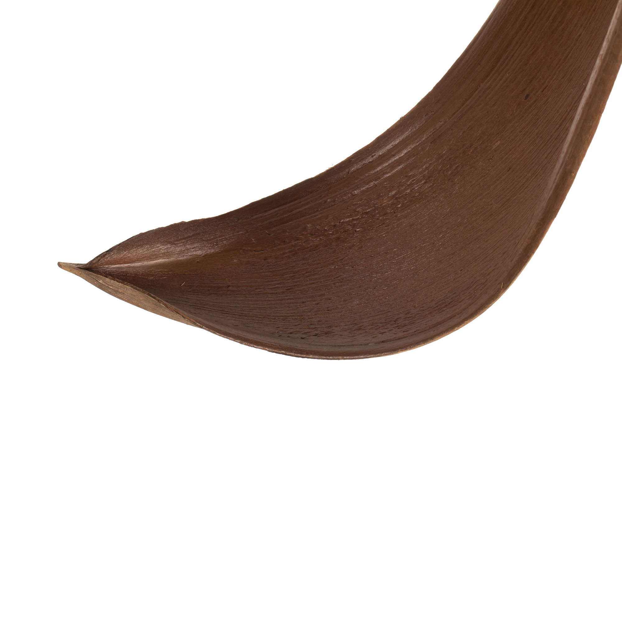 Primrue 33-40" Natural Palm Paddle, 3 Pack, Dried - Wayfair Canada