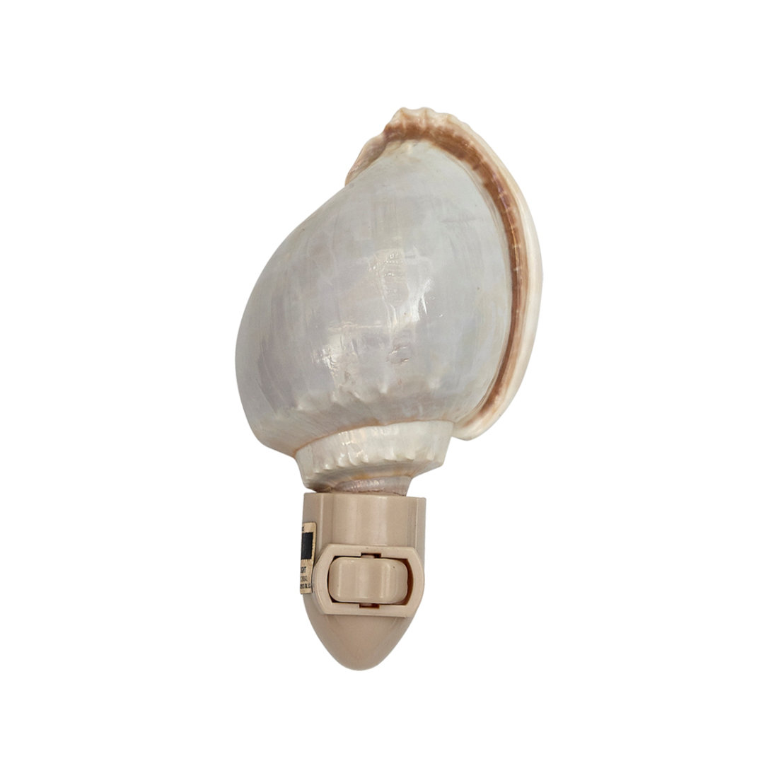 TheSeashellCompany Bonnet Shell LED Night Light - Wayfair Canada