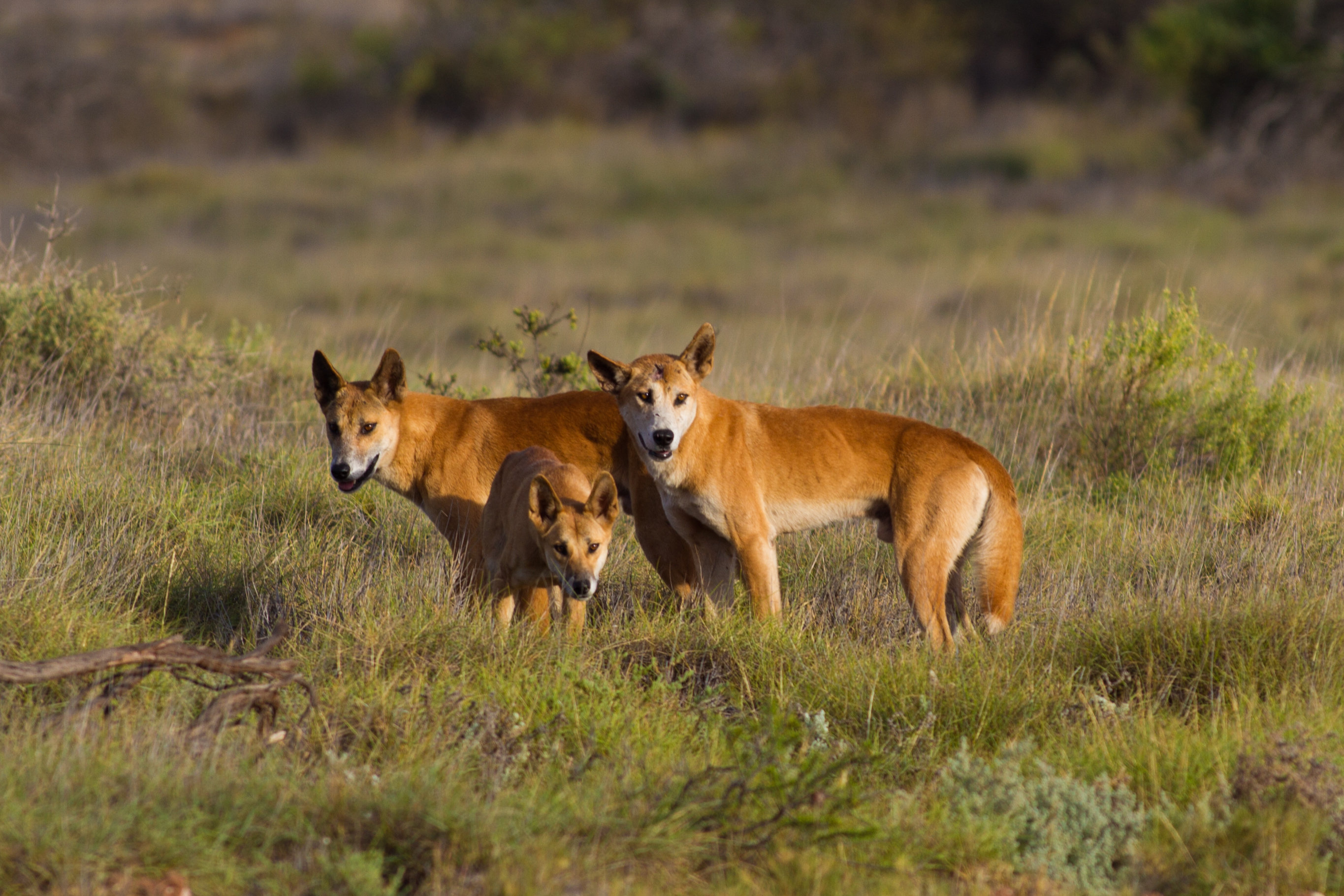 Millwood Pines Two Dingoes - Wrapped Canvas Photograph | Wayfair