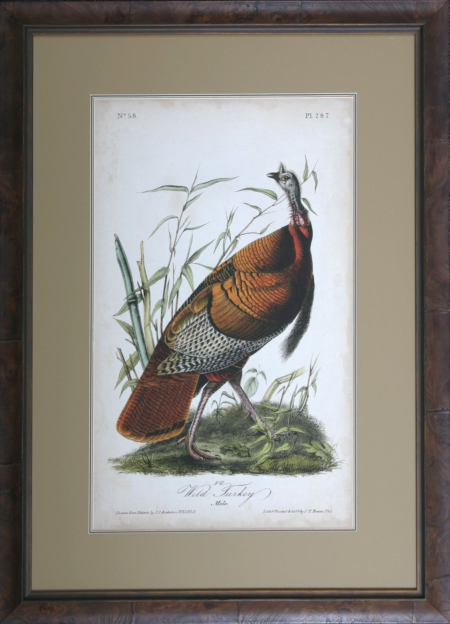 Shadow Catchers Audubon Wild Turkey by Audubon - Picture Frame Graphic ...