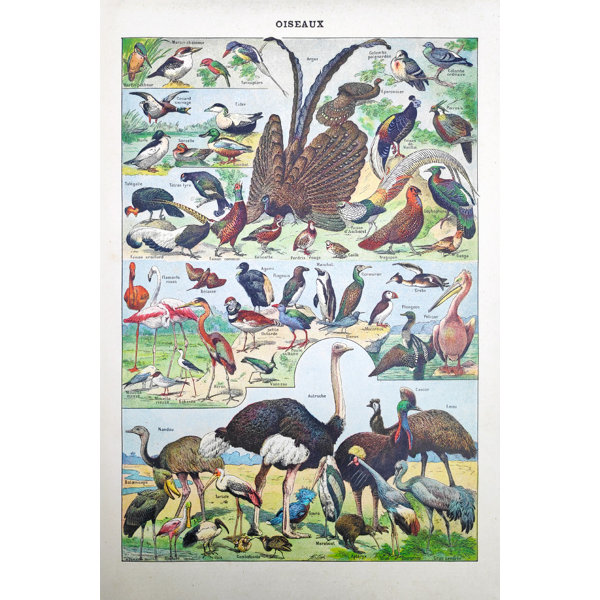 August Grove® Illustration About Birds On Canvas by Gwengoat Print ...