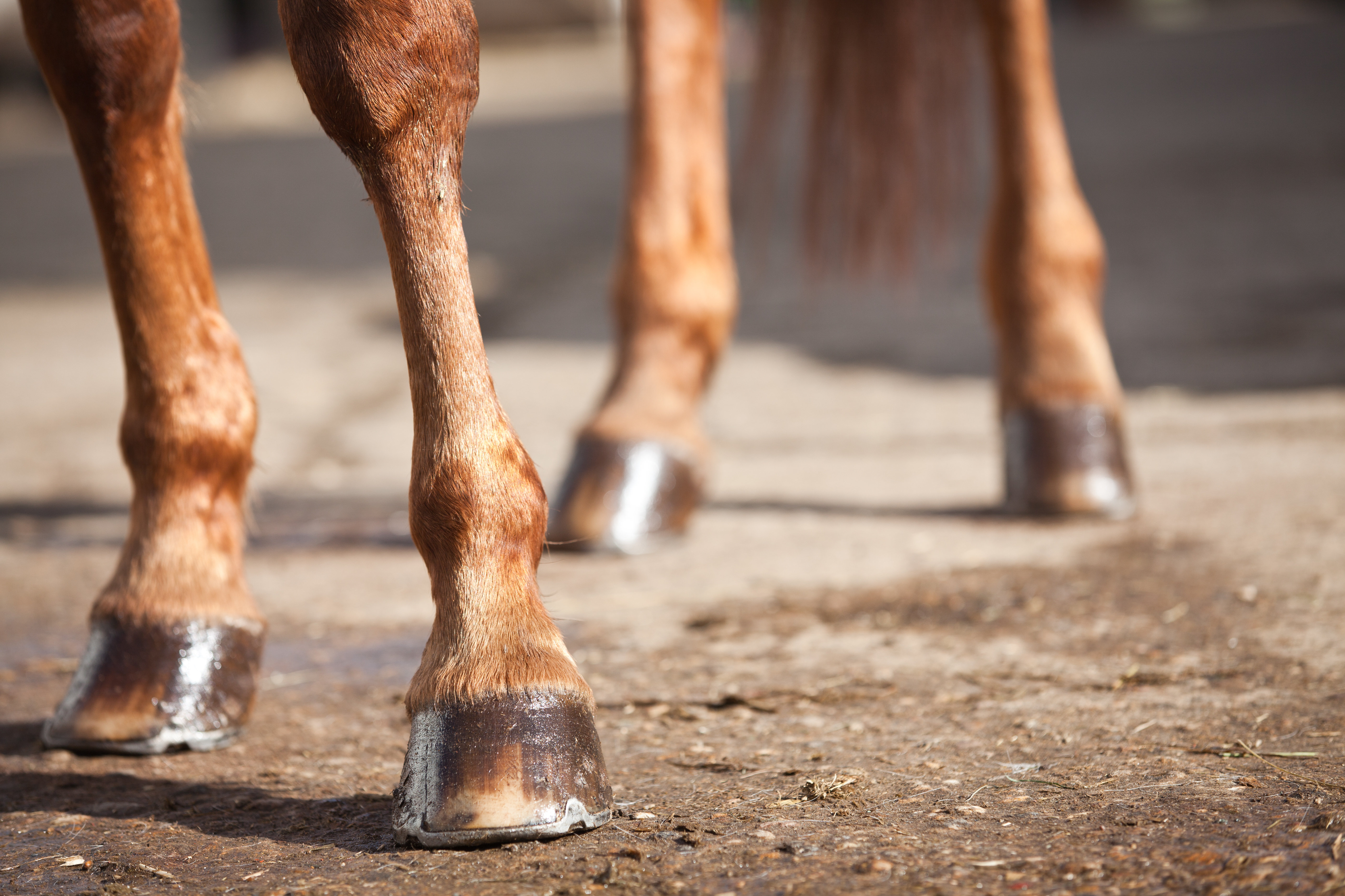 Ebern Designs Horses Legs and Hooves by Edenexposed | Wayfair