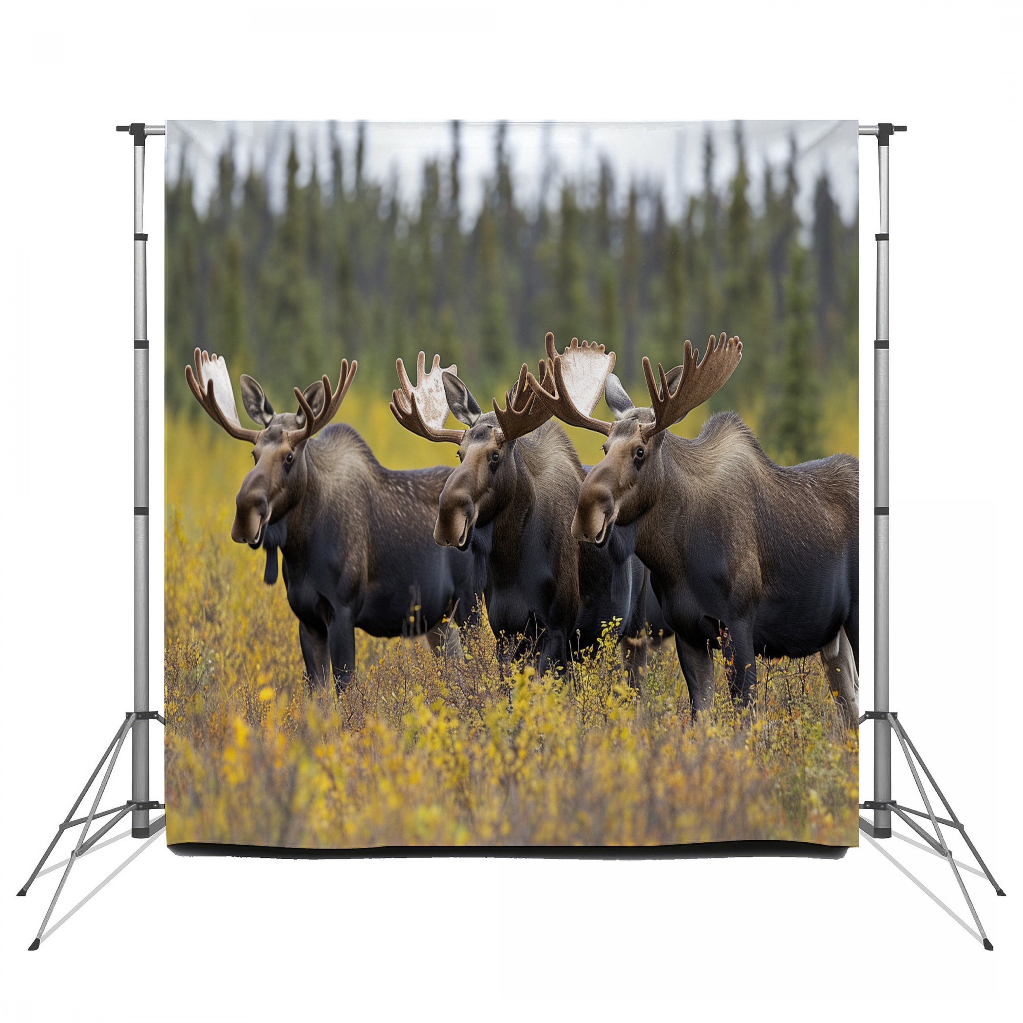 VisionDecor Moose Backdrop Wildlife Large Rustic Photo Backdrop ...