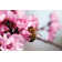 Brambly Cottage Beonica Bee On Flower - Wrapped Canvas Photograph ...