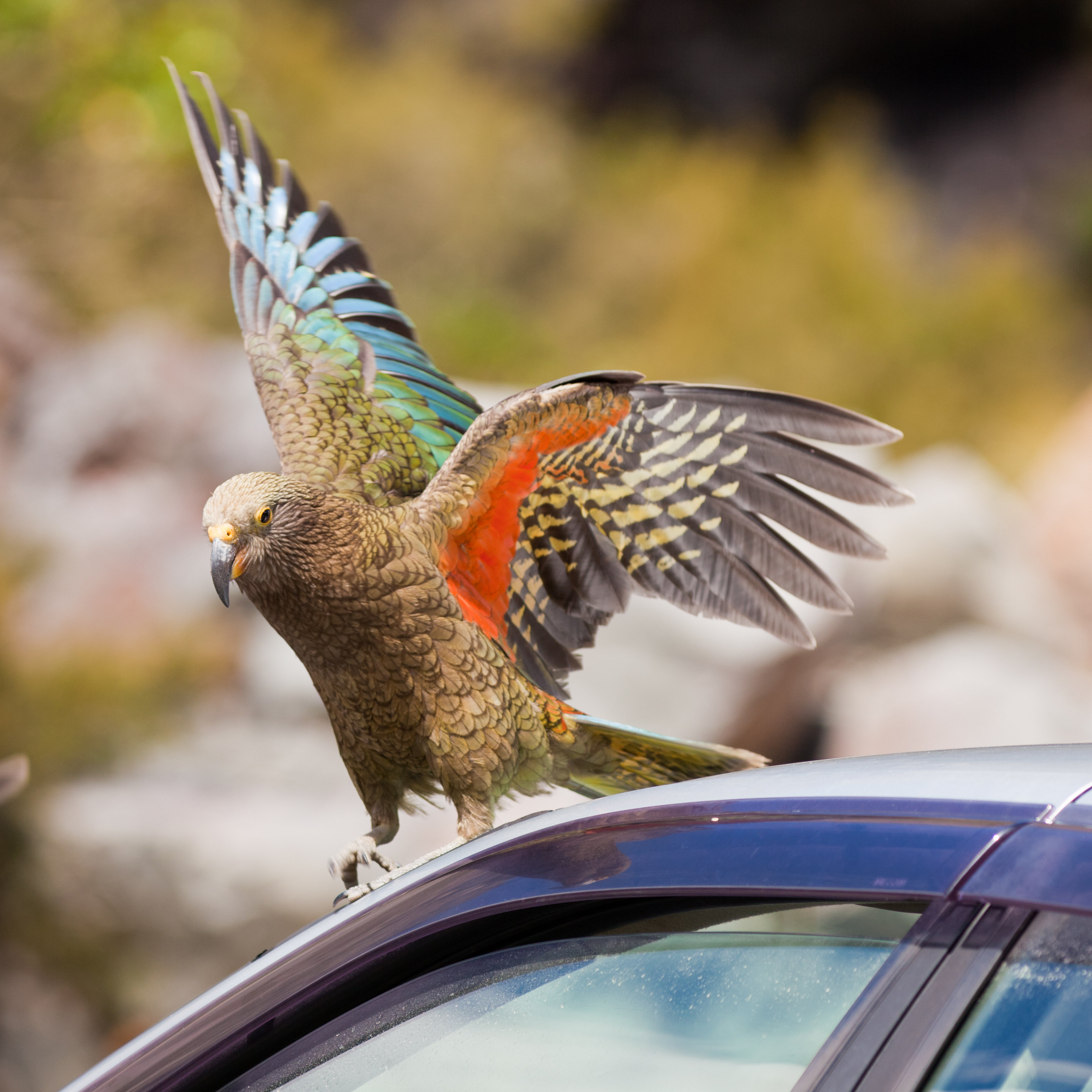 Ebern Designs Kea Bird - Wrapped Canvas Photograph | Wayfair