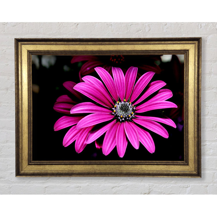 Bright Star Cerise Daisy Petals - Single Picture Frame Art Prints ...