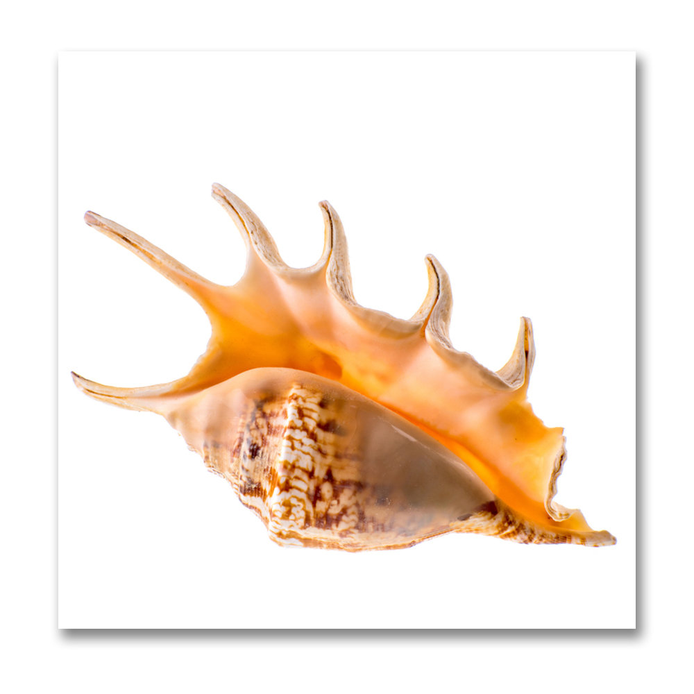 DecorumBY Spider Conch Shell Photographic on Metal | Perigold