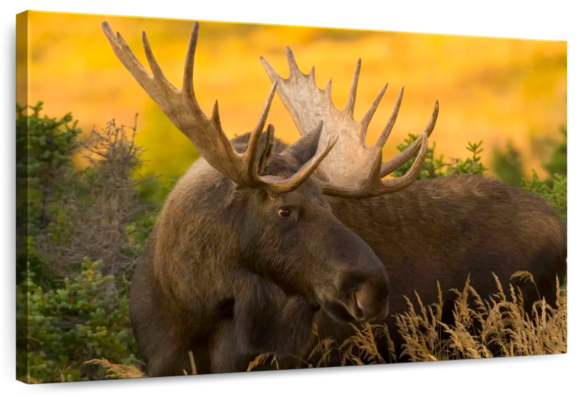Ebern Designs Chugach Bull Moose - Wayfair Canada