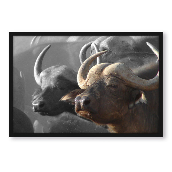 Brambly Cottage Water Buffalo Enjoying The Sunshine - Single Picture ...