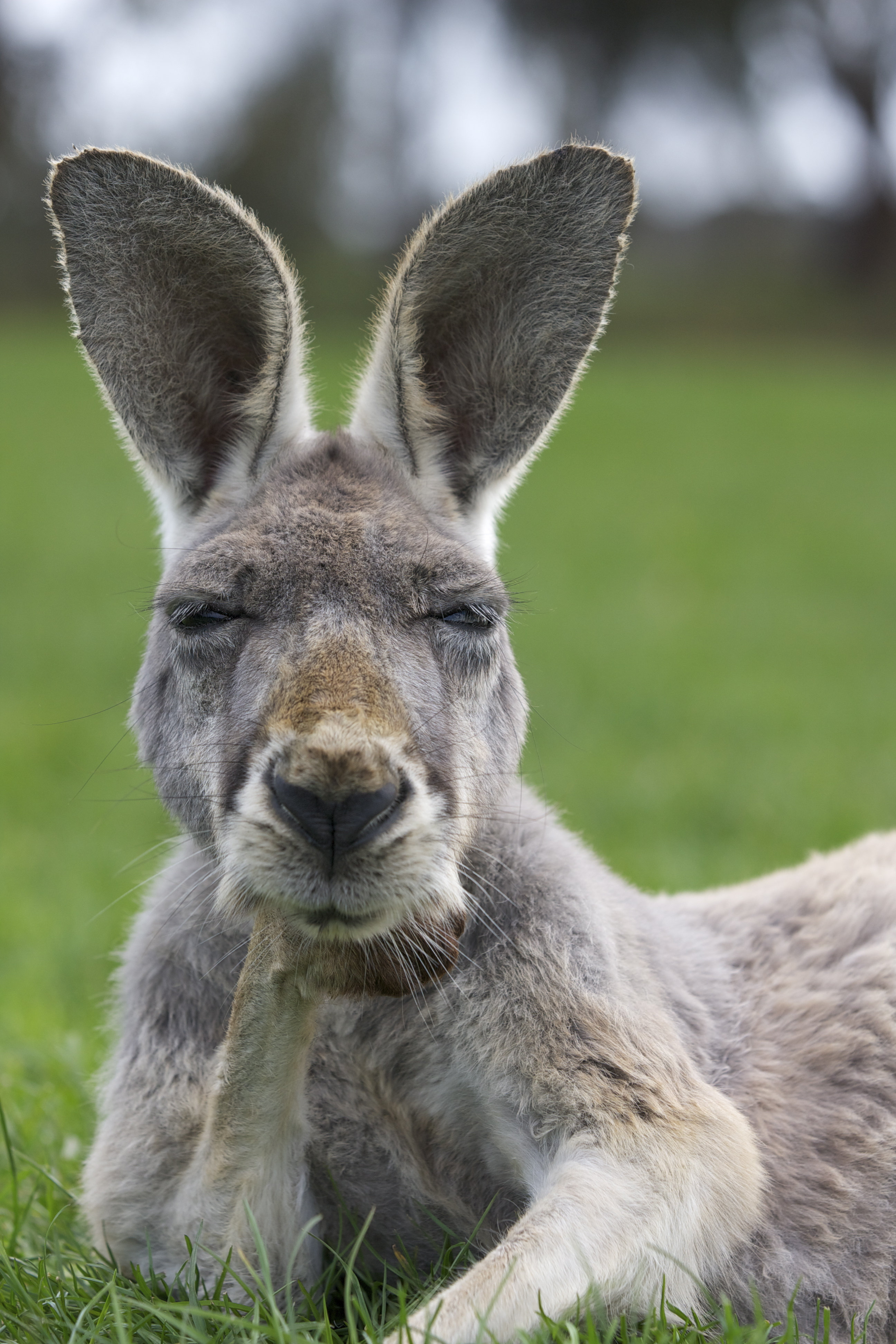 Ebern Designs Thinking Kangaroo by Momorad | Wayfair