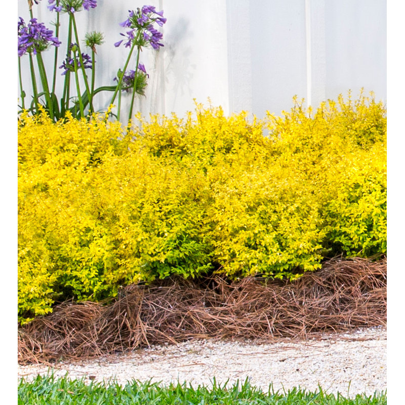 Southern Living Plant Collection 2.5 Qt. Sunshine Ligustrum - Full Sun ...