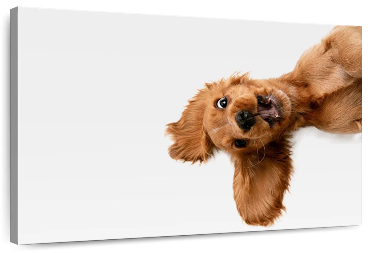 Ebern Designs Brampt Happy Cocker Spaniel Puppy | Wayfair