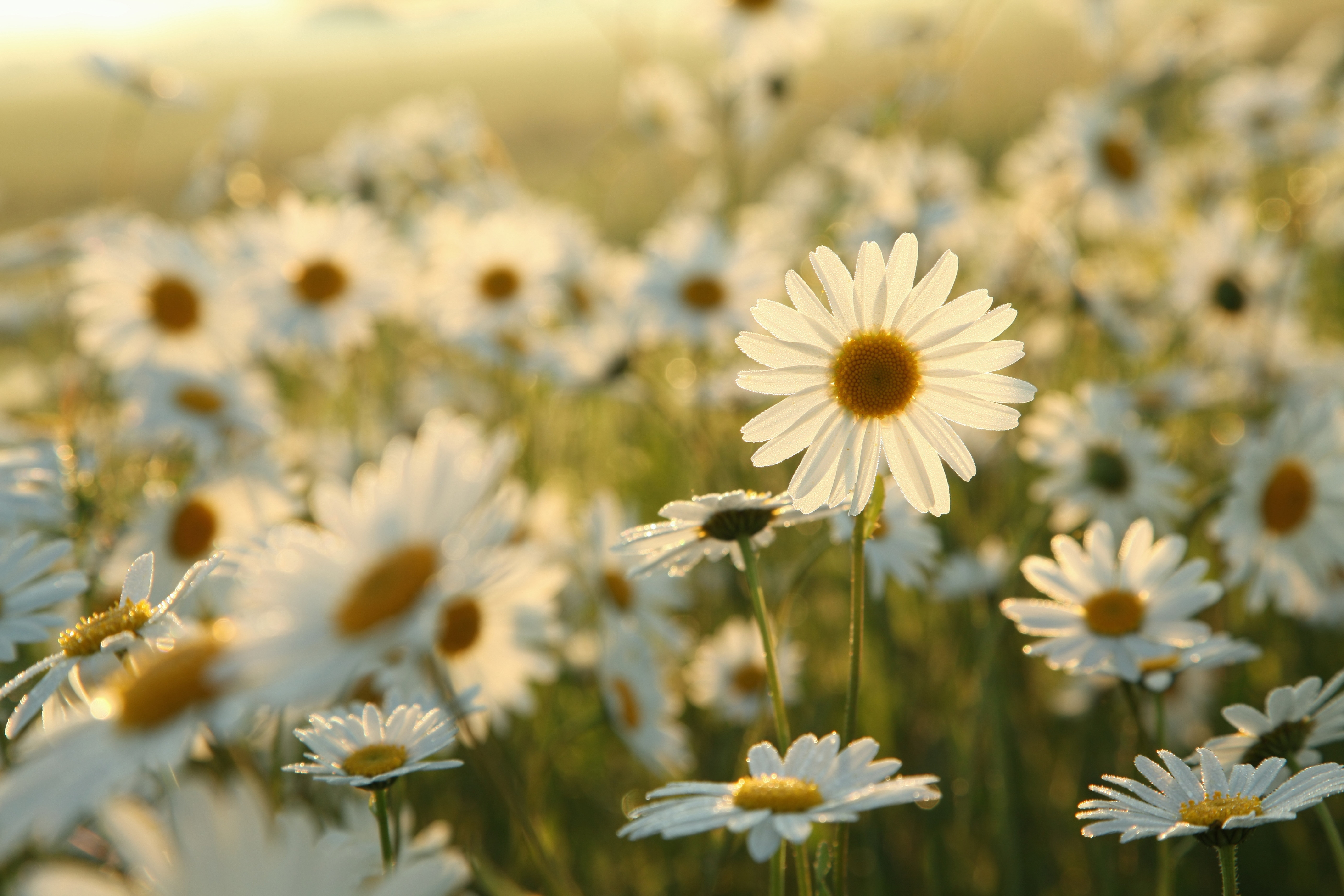 Hokku Designs Daisies by Aniszewski - Wrapped Canvas Photograph | Wayfair