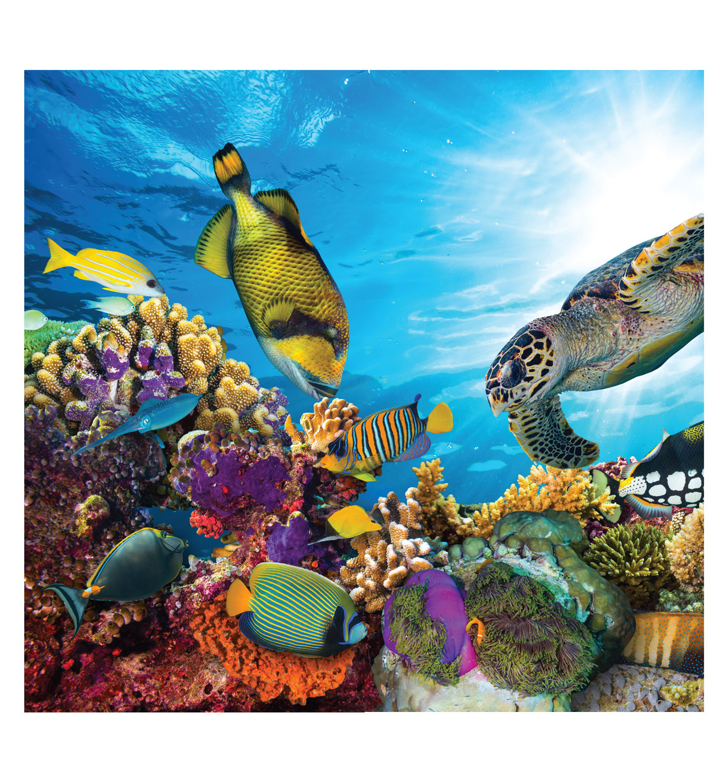 Advanced Graphics «Coral Reef Backdrop» en carton - Wayfair Canada