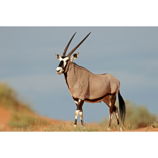 17 Stories Gemsbok Antelope - Wrapped Canvas Print | Wayfair.co.uk