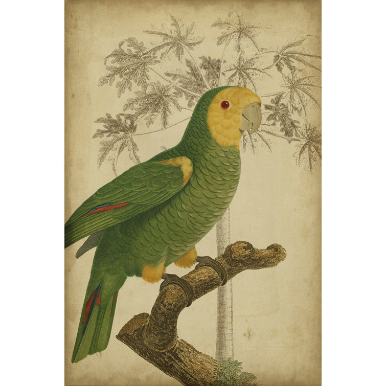 Bay Isle Home Parrot And Palm IV by Vision Studio - Wrapped Canvas ...