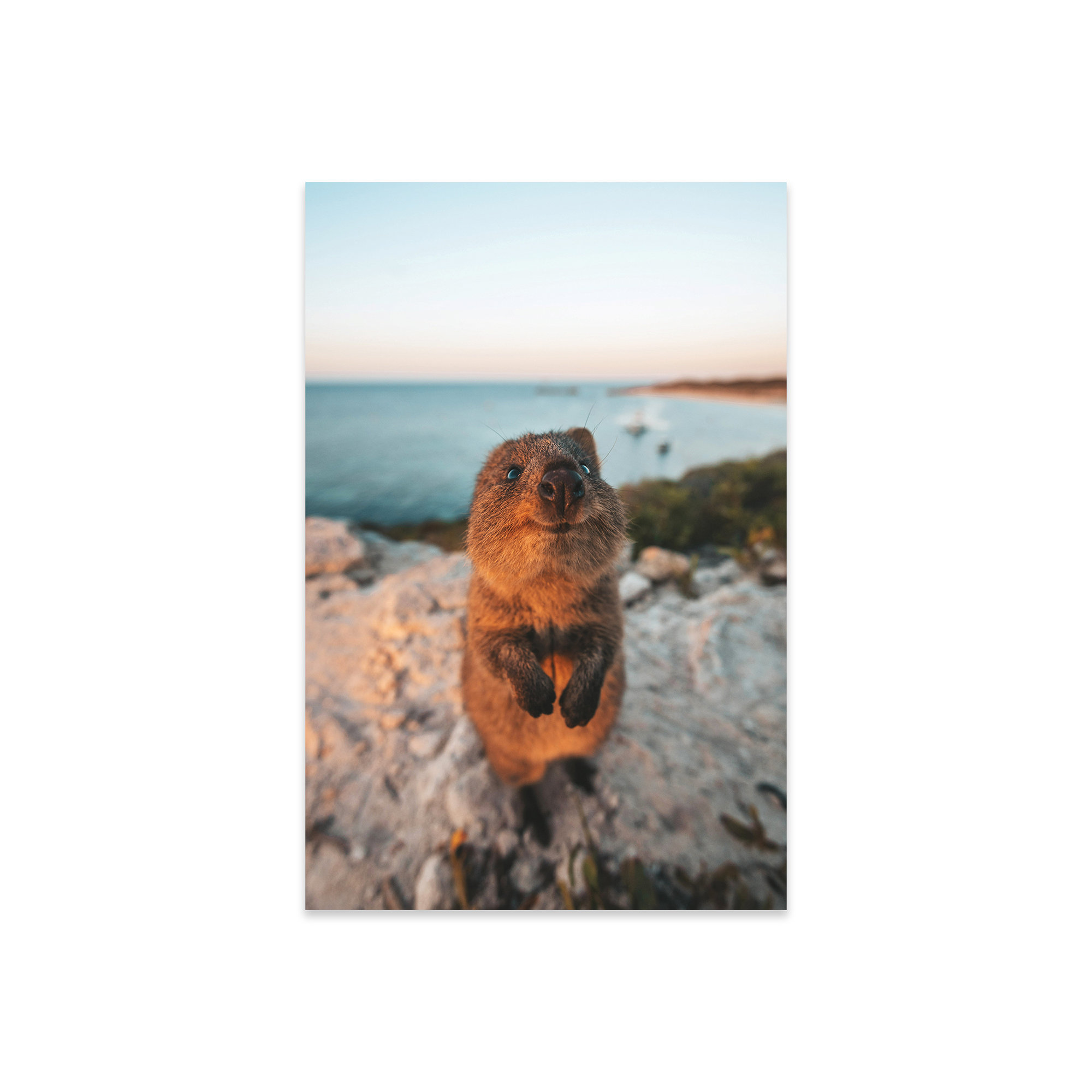 Highland Dunes Cute Quokka By The Ocean On Plastic/Acrylic by James ...
