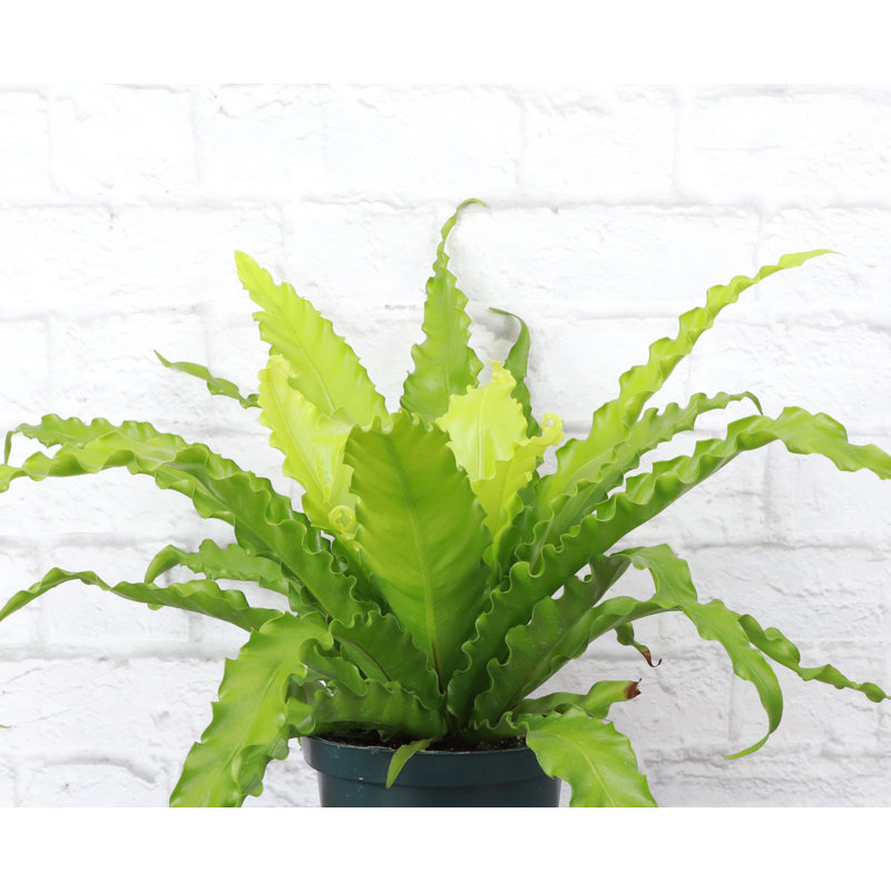 Thorsen's Greenhouse Live Victoria Bird's Nest Fern Plant, 6" Diameter ...