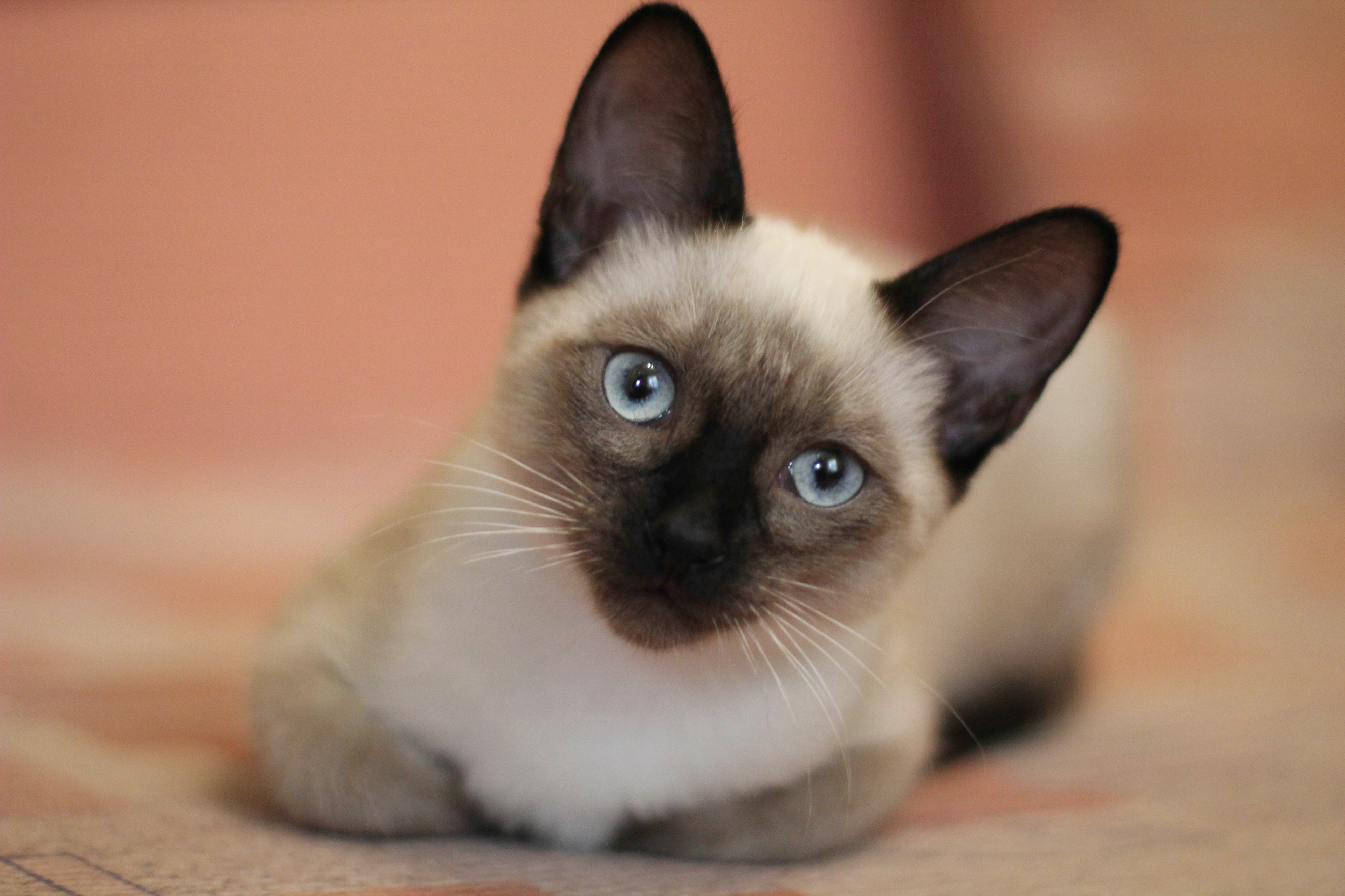 cute siamese kittens